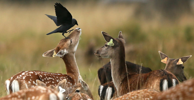 Check out these 6 beautiful photos of deer chilling in the Phoenix Park ...