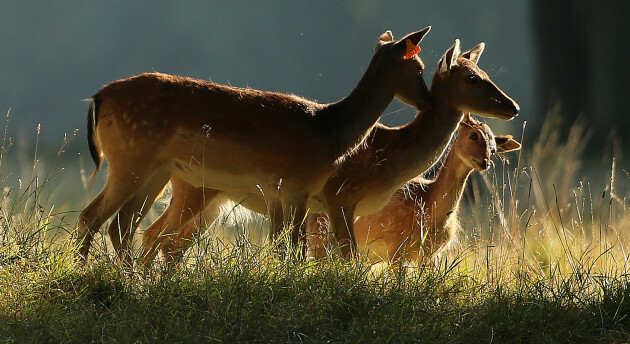 Check out these 6 beautiful photos of deer chilling in the Phoenix Park ...