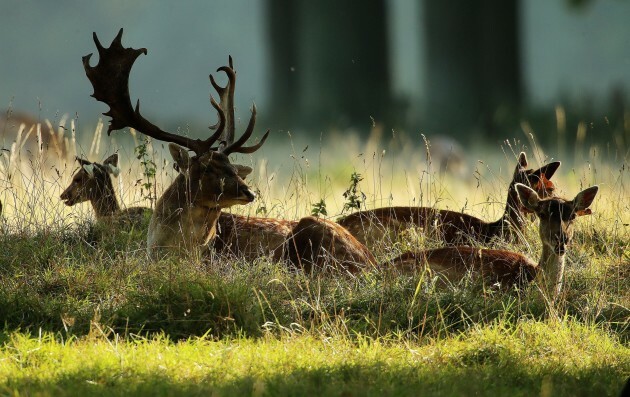 Check out these 6 beautiful photos of deer chilling in the Phoenix Park ...
