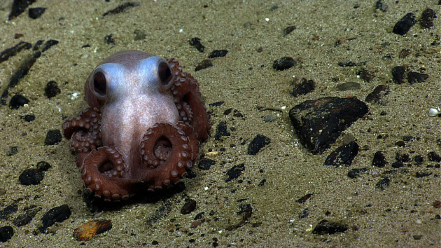 These are some of the most mind-bending facts about octopuses