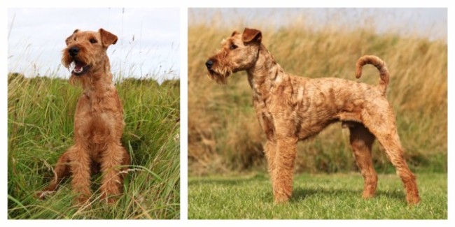 Did you know there are nine native Irish dog breeds? · TheJournal.ie
