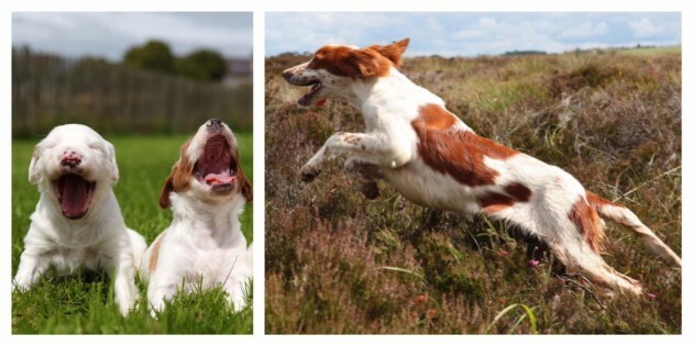 Did you know there are nine native Irish dog breeds? · TheJournal.ie