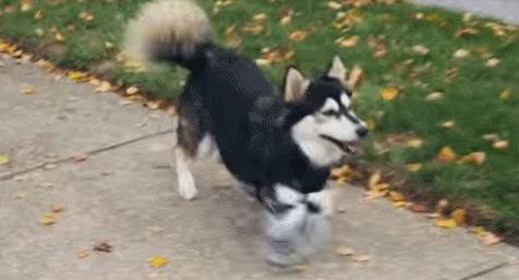 This dog running around on his new 3D printed paws is too cute to handle