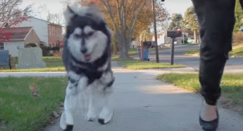 This dog running around on his new 3D printed paws is too cute to handle