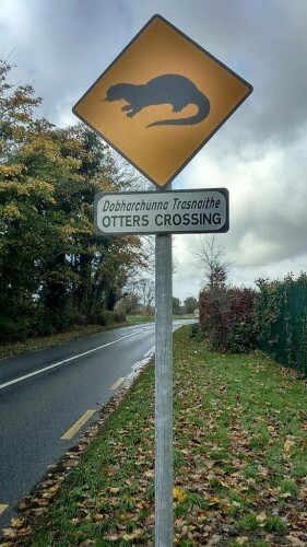 Kildare just scored Ireland's first 'otter crossing' sign