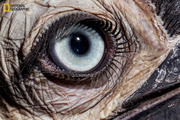 A different perspective: 10 images of 'nature’s most exquisite creation'