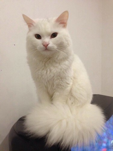 This refugee cat who got lost while fleeing Iraq has been reunited with ...