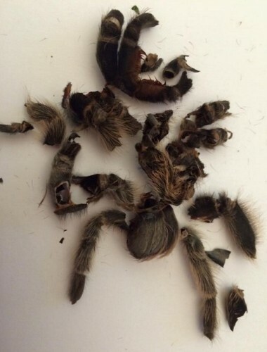 A Lisburn teen's tarantula prank on her mam sent Facebook into a frenzy ...