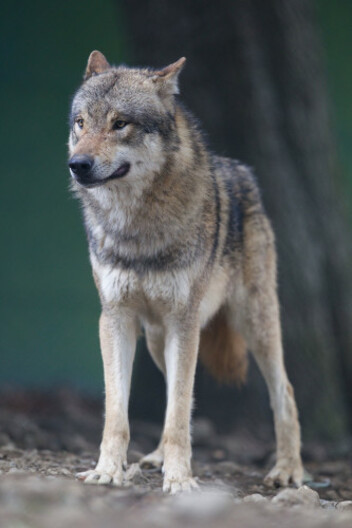 Eight grey wolves have arrived at Dublin Zoo · TheJournal.ie