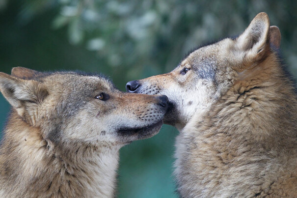 Eight grey wolves have arrived at Dublin Zoo · TheJournal.ie