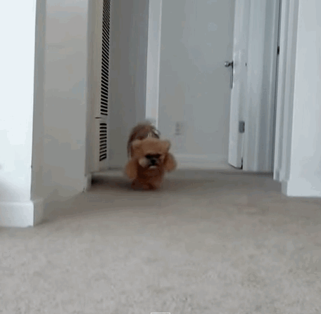 15 ridiculously cute gifs to celebrate National Puppy Day