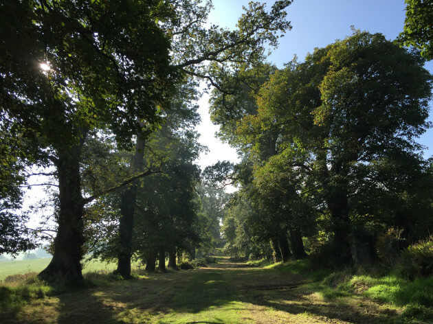 6 wonderful walks in the woods to take this week · TheJournal.ie