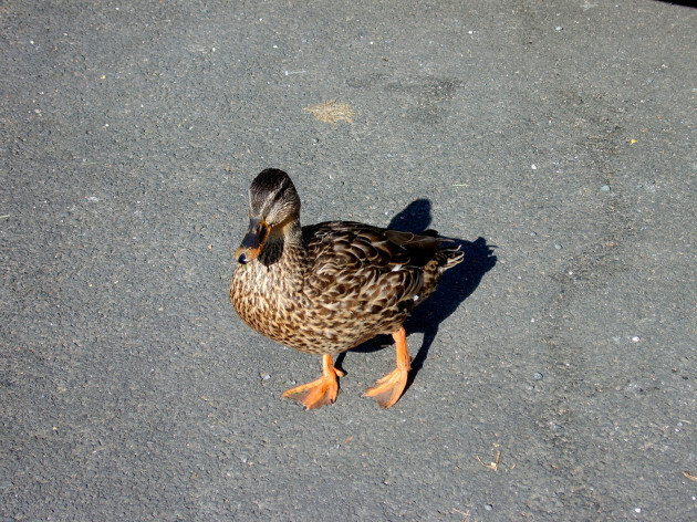 11 times a fada makes all the difference · The Daily Edge