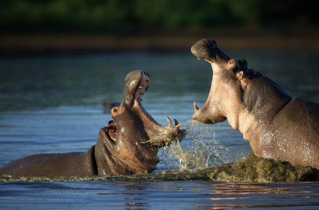 This African village is under siege by marauding killer hippos