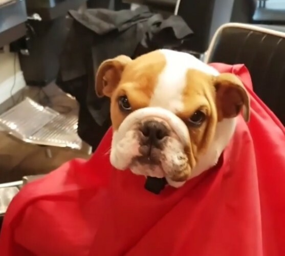 This barbers in Dublin has the most adorable dog hanging around the shop