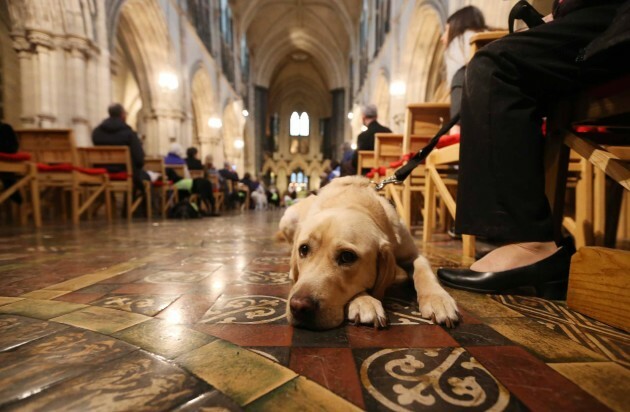 They held a mass in Christ Church for therapy dogs today and the ...