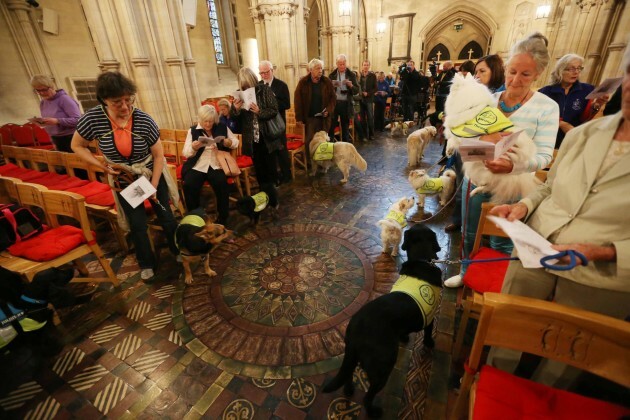 They held a mass in Christ Church for therapy dogs today and the ...