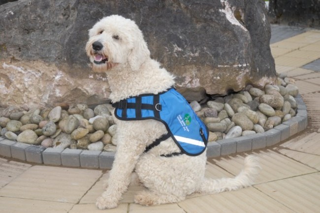 Assistance dogs for children with autism available again after three ...