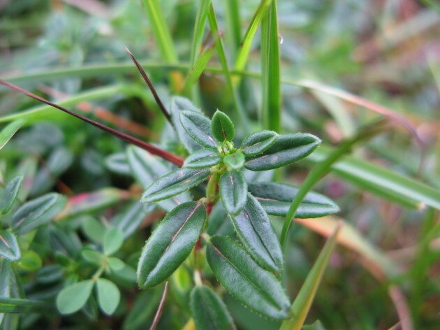 Over 100 native Irish plants are endangered, including these well-known ...
