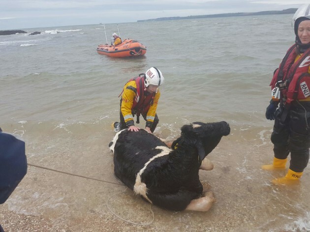 No bull: RNLI tasked to rescue cattle which had fallen from a cliff