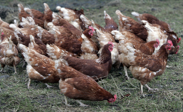 Why thousands of Irish chickens could soon be stripped of their free ...