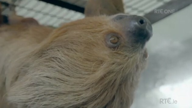 Everyone fell in love with Dublin Zoo's elderly sloth on RTÉ last night