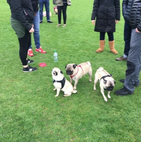 There's a 'Dublin Pug Club' where hundreds of pugs meet and play ...