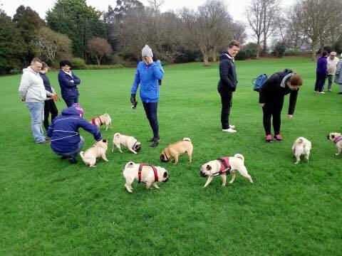 There's a 'Dublin Pug Club' where hundreds of pugs meet and play ...