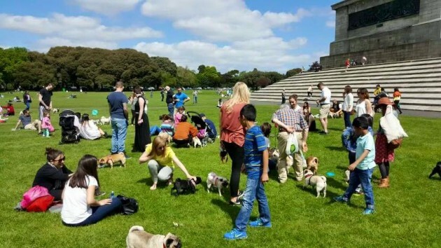 There's a 'Dublin Pug Club' where hundreds of pugs meet and play ...
