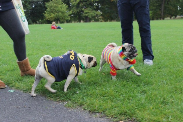 There's a 'Dublin Pug Club' where hundreds of pugs meet and play ...
