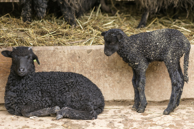 Deadly worm disease in lambs is on the increase, farmers warned