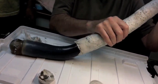 The Worlds First Known Giant Shipworm Wriggles Into View In Major