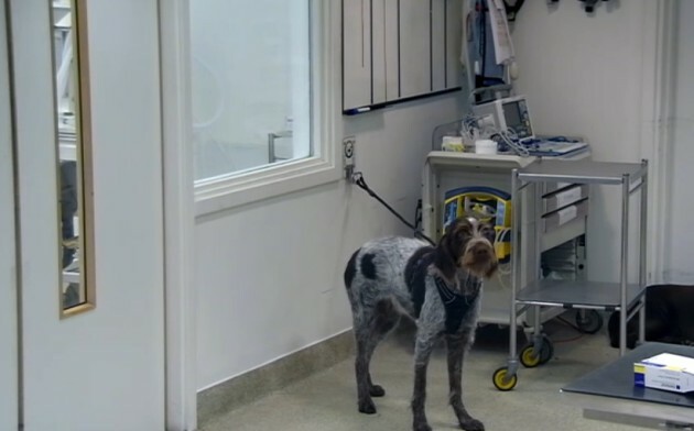 The charming Irish Supervet was back on Channel 4 last night saving ...