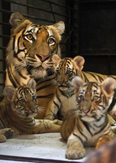 It's Friday so here's a slideshow of tiger cubs from around the world