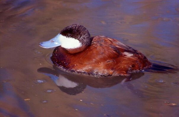 In pictures: Ireland's 'most unwanted' list of invasive species