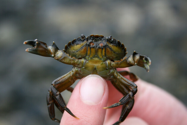Volunteers wanted to help spot crabs on Irish coasts · TheJournal.ie
