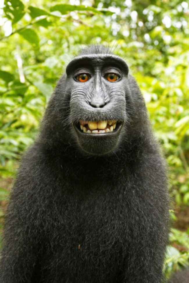 'Where does it end?': Selfie-taking monkey at centre of copyright lawsuit