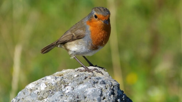 Sexual and aggressive impulses overlap in male animal brains, but not ...