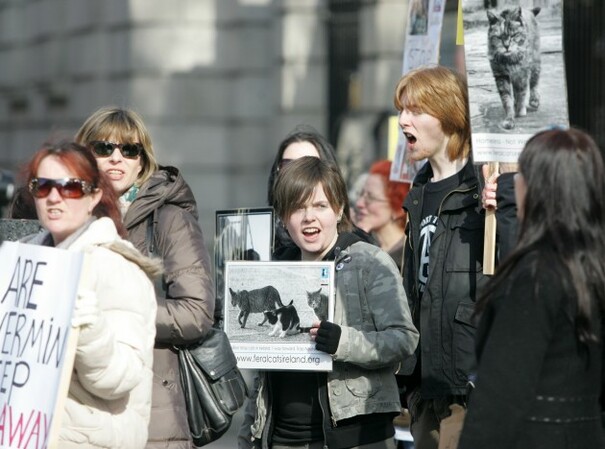 In pictures: cat protest takes place outside the Dáil · TheJournal.ie