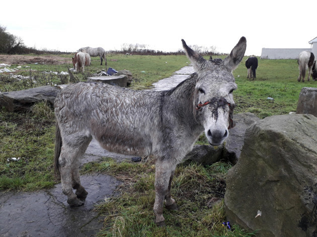 'Sheer neglect': ISPCA investigating donkey found with 'horrific head ...