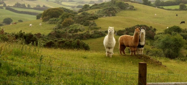 Inside the wonderful little farm in West Cork where you can go walking ...