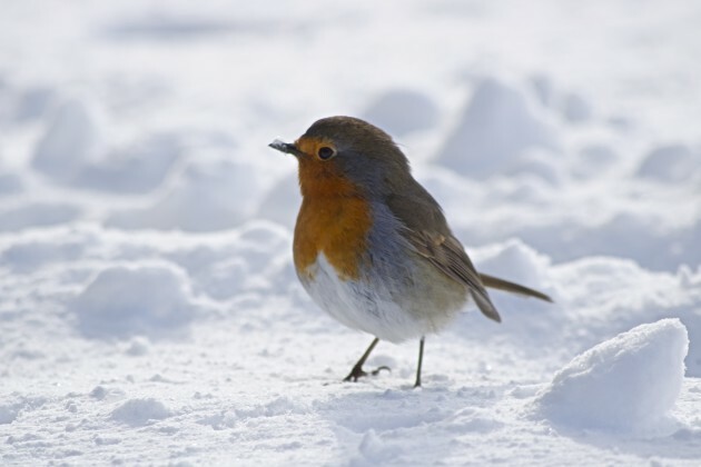 Pictures: A snowbound zoo, snowball fights, and stunning vistas - the ...