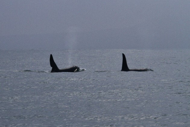 Two killer whales spotted off the coast of Kerry · TheJournal.ie