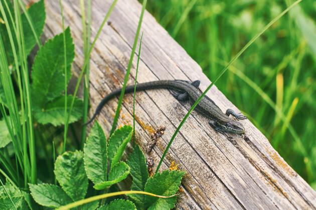 Spider eats native Irish lizard in first recorded case · TheJournal.ie