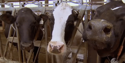 We tried some of MooGoo's most popular products to see if they're any use