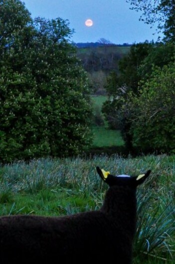 Gallery: The 'super moon' over Ireland · TheJournal.ie
