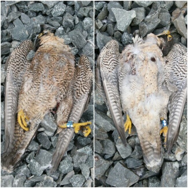 Investigation into deaths of two protected falcons found in Wexford quarry