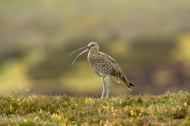 Ireland's Curlew population is 'on brink of extinction', warn ...
