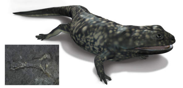325-million-year-old amphibian fossil discovered in Co Clare