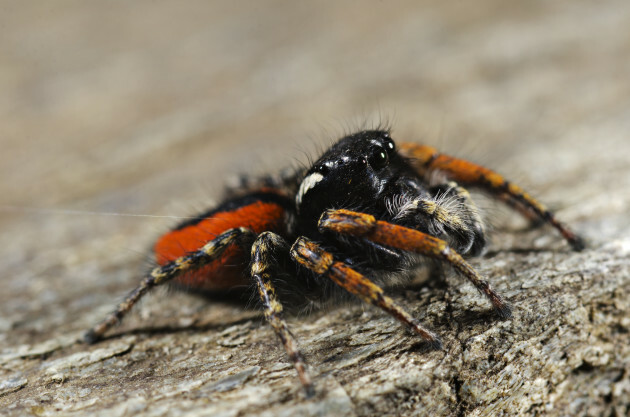 'Handsome chaps': Red-bellied jumping spider spotted in Ireland for the ...